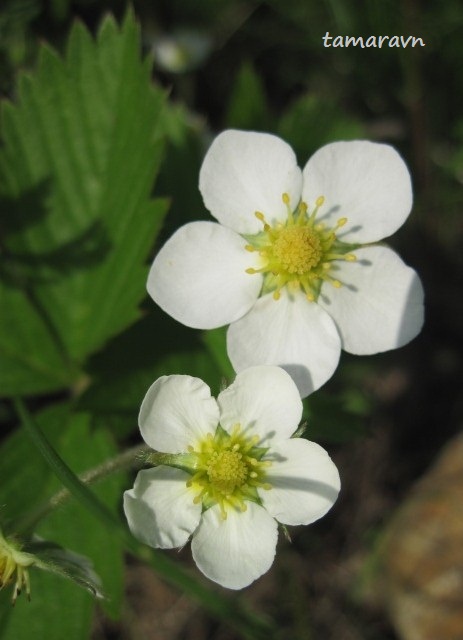 Всё о бегониях и не только...: Земляника восточная (Fragaria orientalis ...