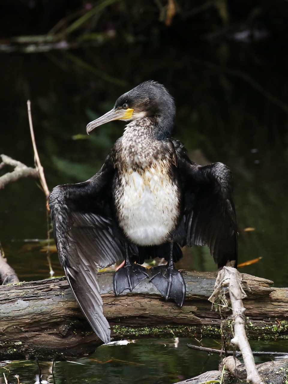 NI Bird Pics: Angus Kennedy - Cormorant & Wood Pigeon.
