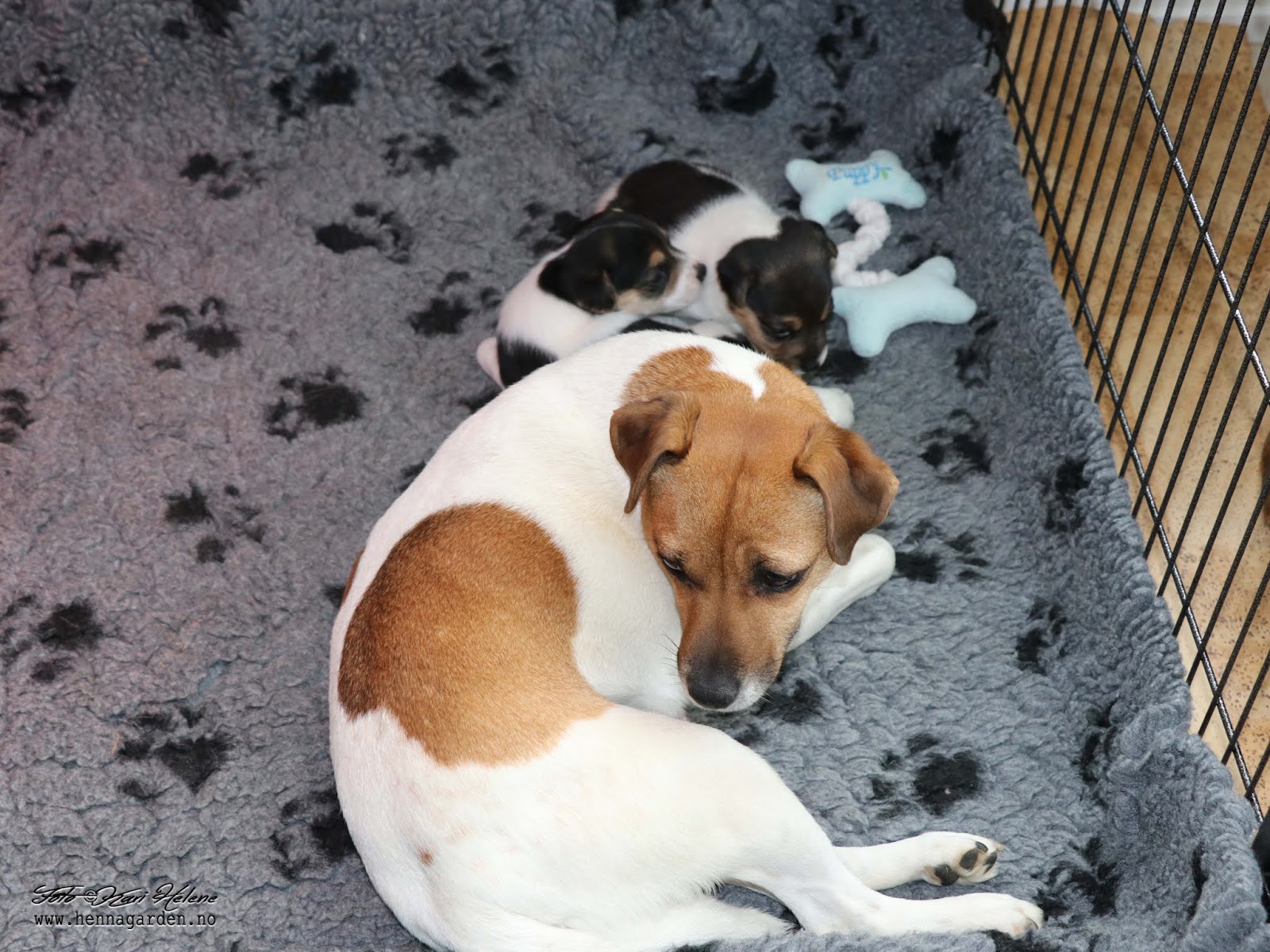 Kennel Hennagarden: Snø???? For noen rare greier