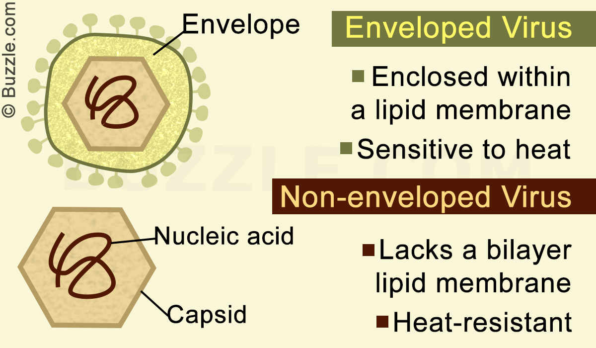 What Do You Know About Virus Biology Blog What Do You Know About Virus Biology Blog