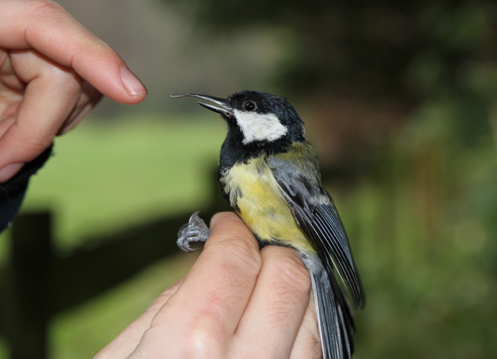 Wilde About Birds: A Spoonbill Great Tit and So Much More