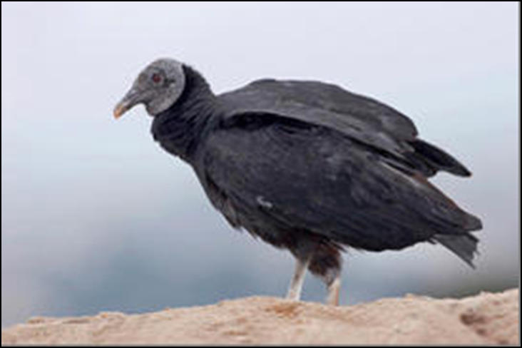 Los Gavirias de Sopetrán: Rincón de los animales