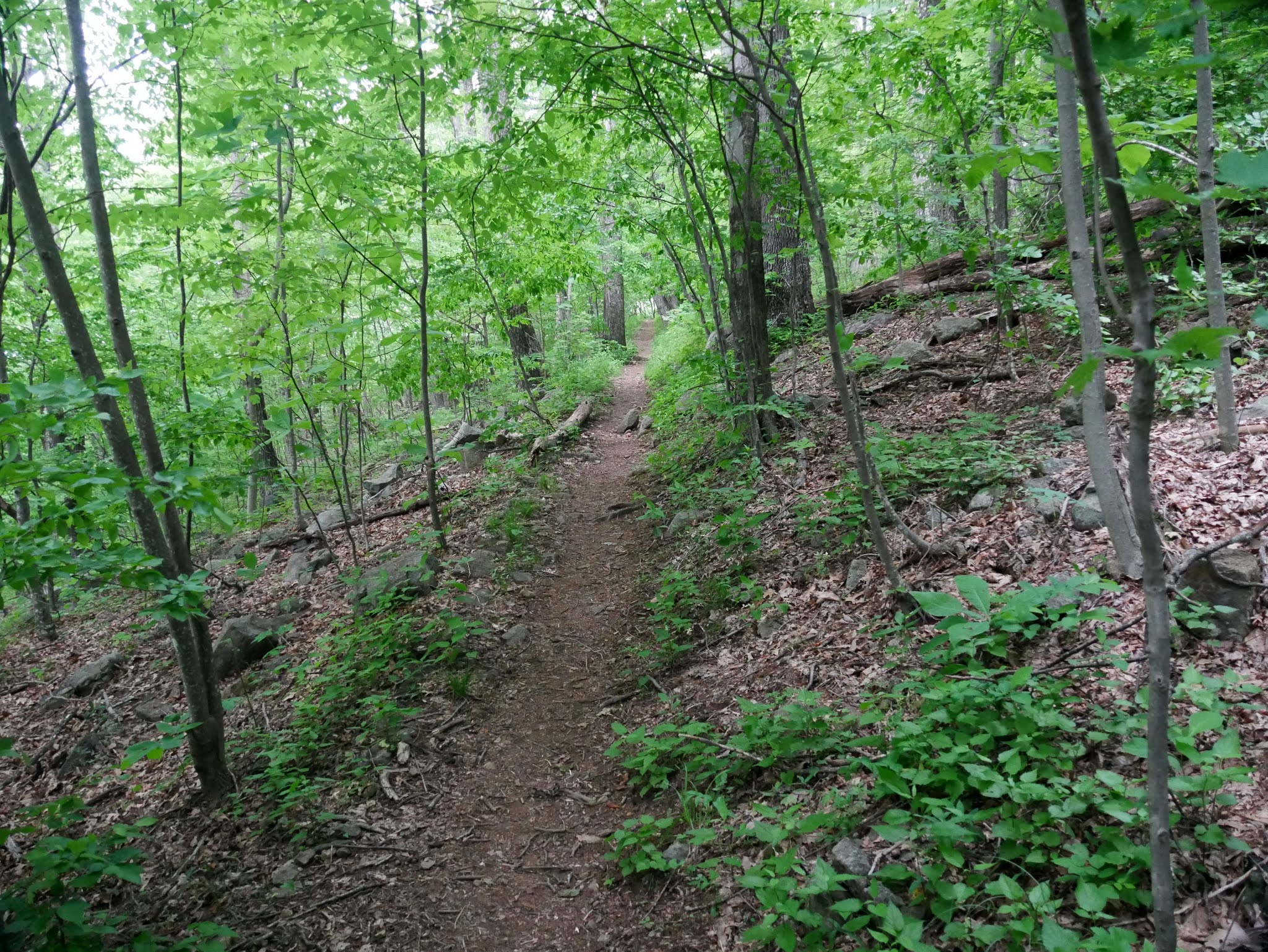 American Travel Journal: Swift Run Gap to South River Picnic Grounds ...