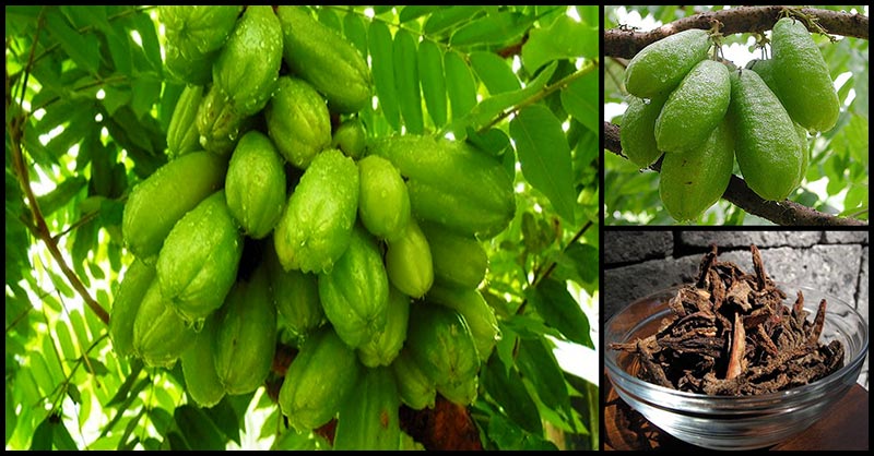 Benefits Of Kamias For Human Health | Dr Farrah MD