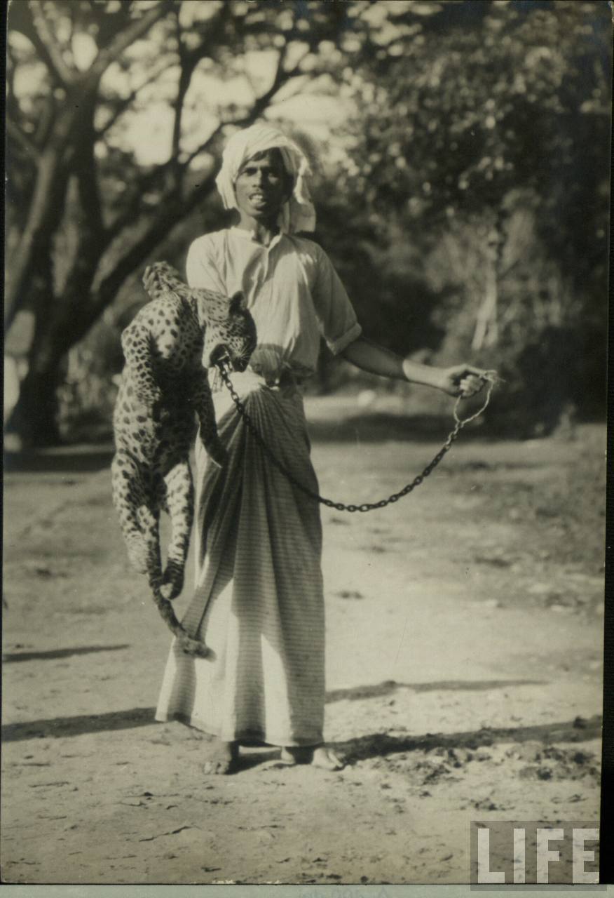 A Man with a Leopard - India - Old Indian Photos
