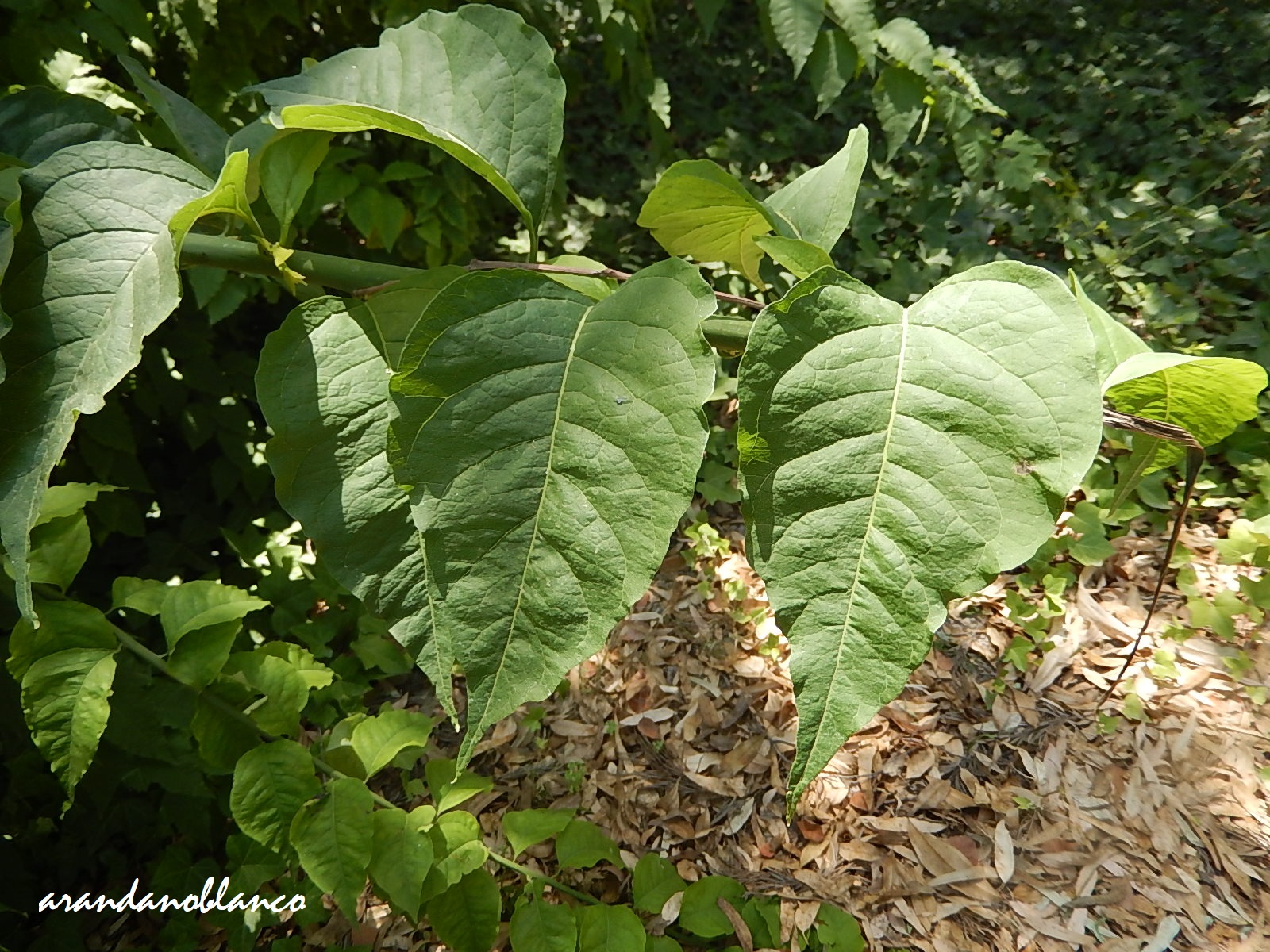 arbustosensevilla-encinarosa: Bosea / Bosea amherstiana / Rodelia ...