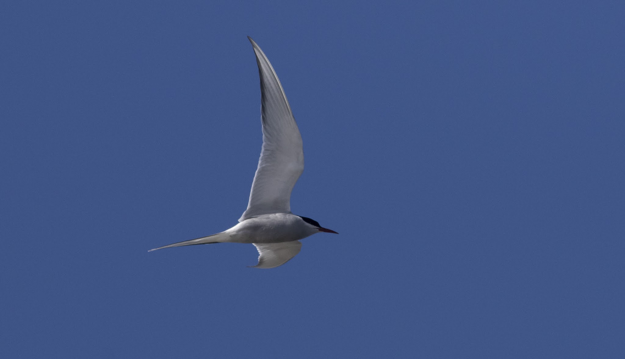 North Ronaldsay Bird Observatory: 3rd - 4th May