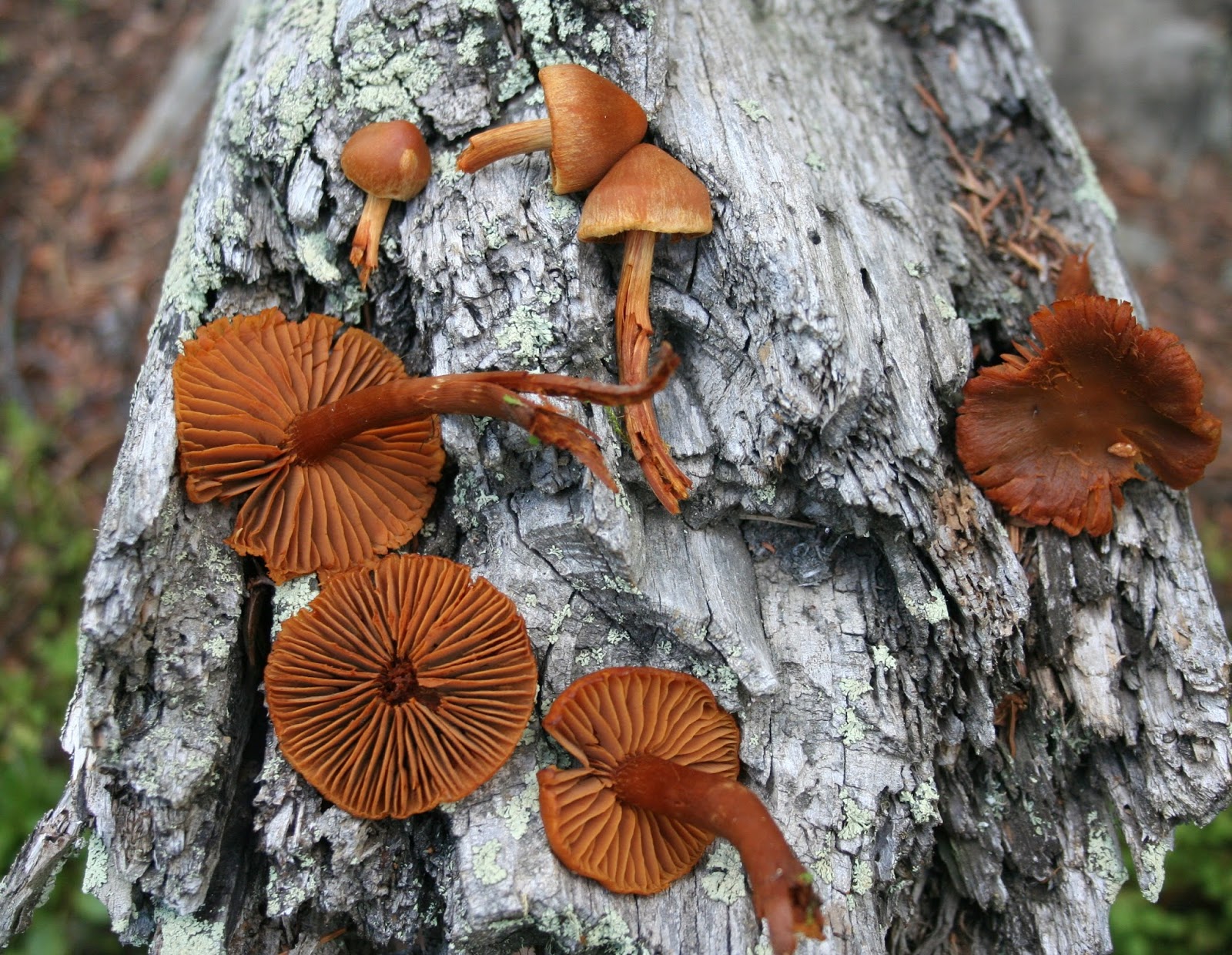 Mushrooms and Fungi of the Bighorn Mountains: Rust colored mushrooms