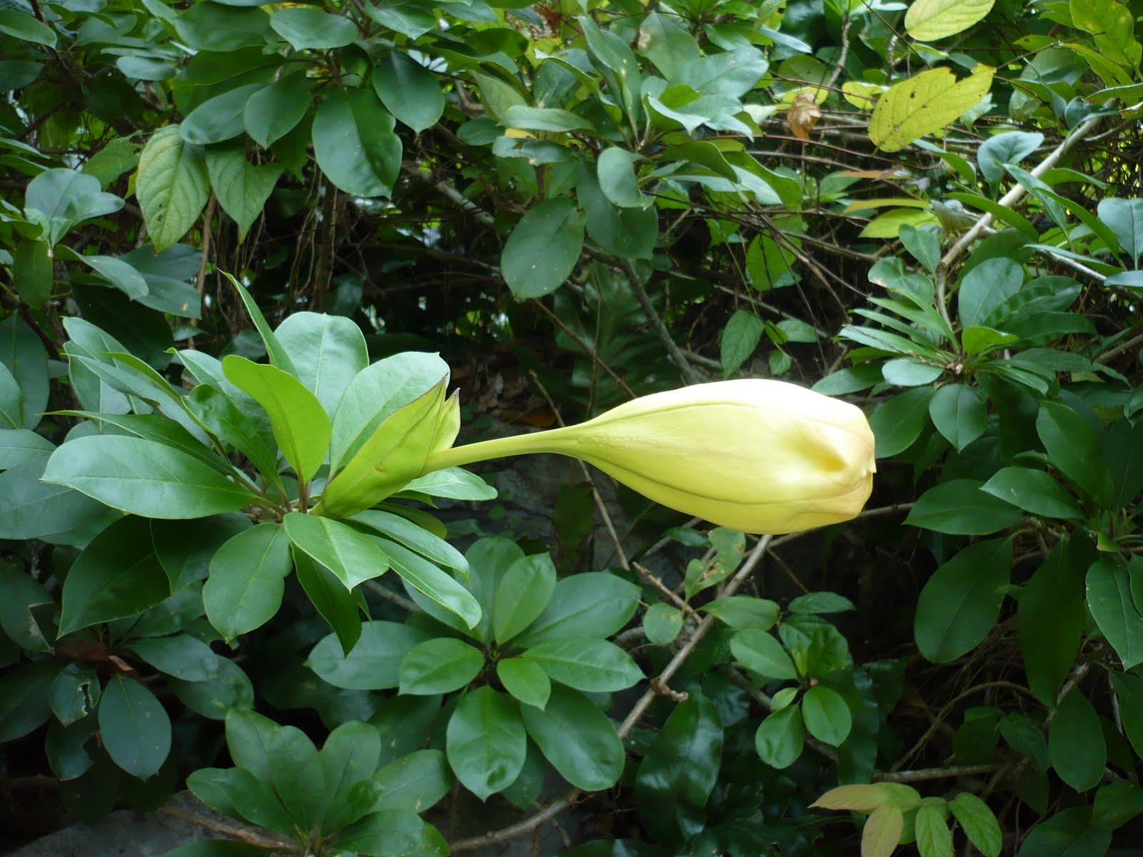 Alicesg-Singaporemyhome: Sentosa Flower Show Part 6- Heritage Tree