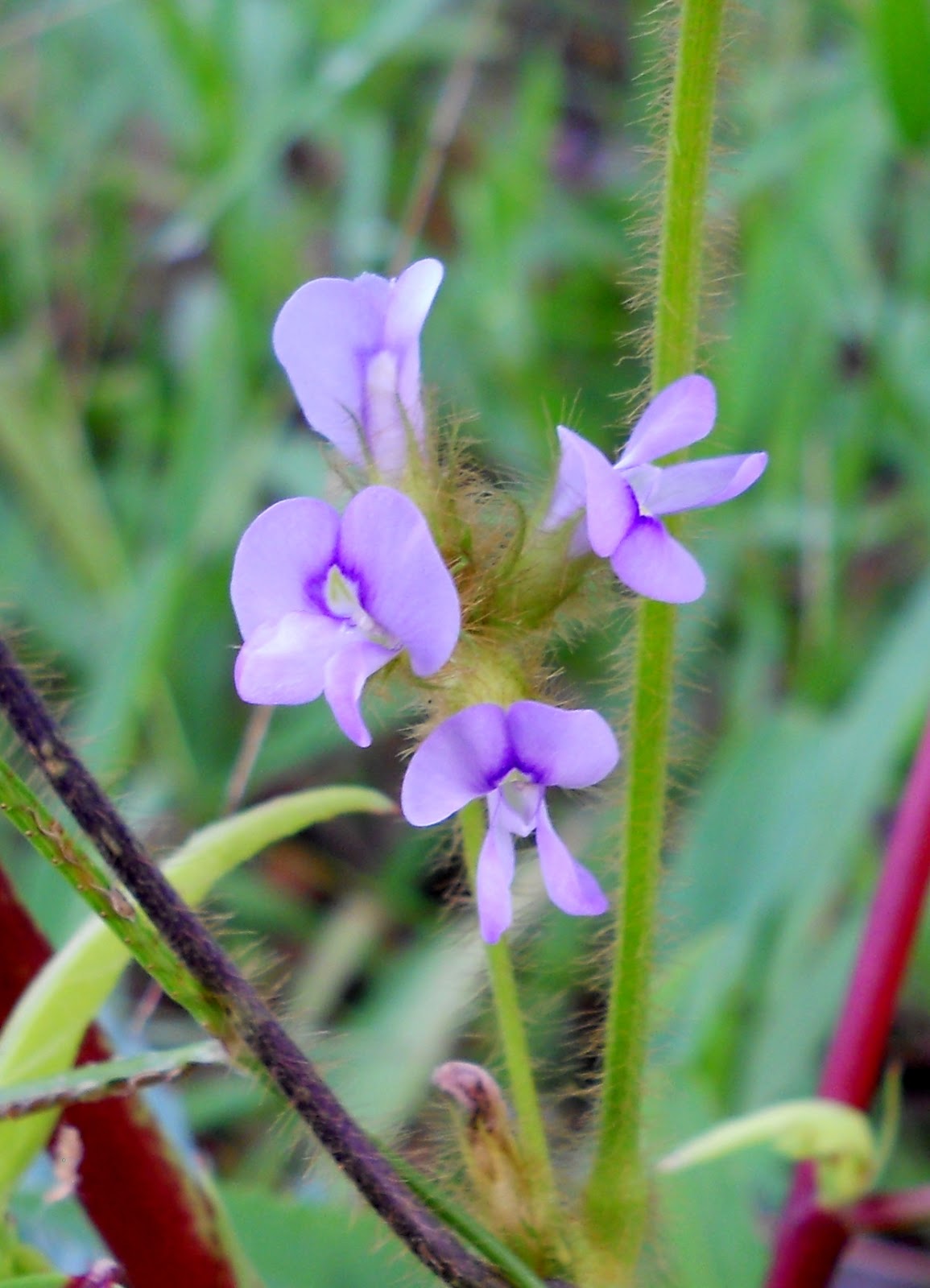 Hobi Belek Bunga Rumput... Koleksi 2 - Relaks Minda