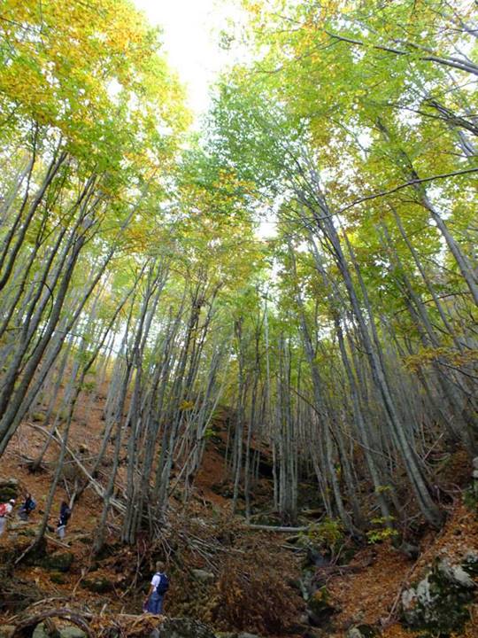 Walking in Pelion: Makrinitsa-Lagonika-Pouri