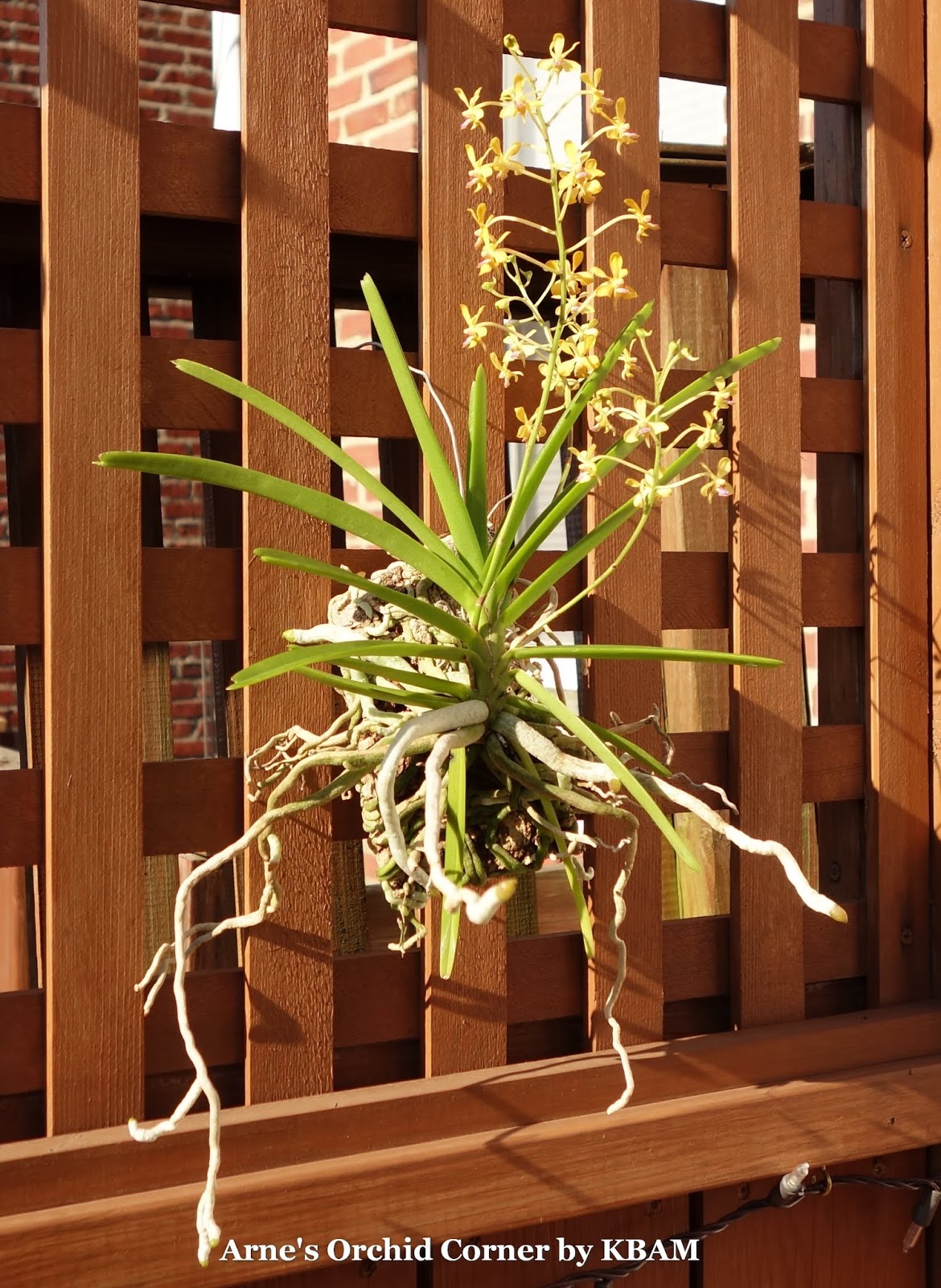 Arne's Orchid Corner: Orchid of the day: Vanda testacea