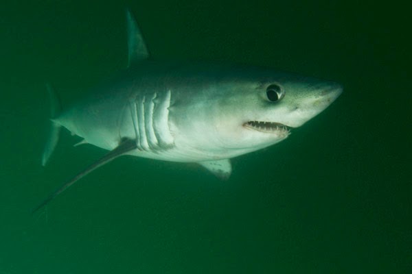 Tiburones en Galicia: Ventajas de la endotermia