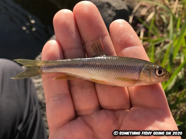 Something Fishy Going On: Species I caught in 2019.