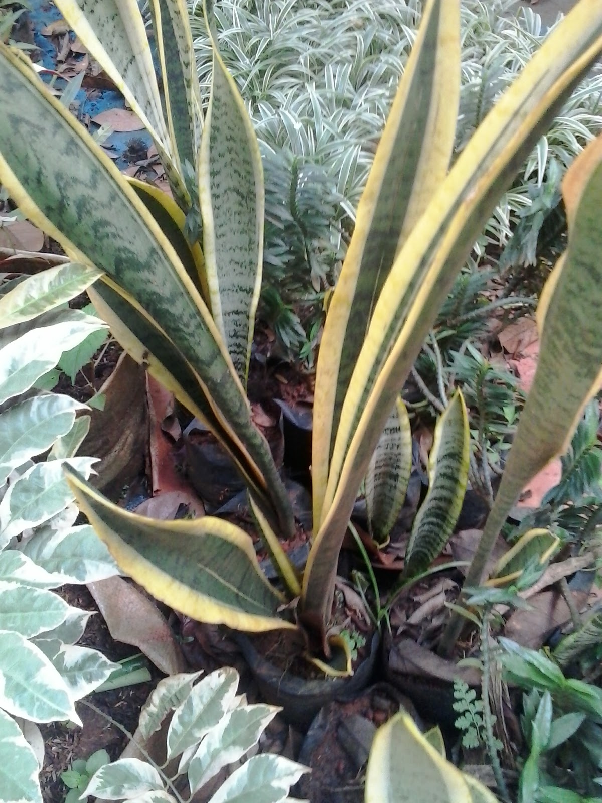 jasa tukang taman: Jual pohon sanseviera | tanaman hias lidah mertua ...