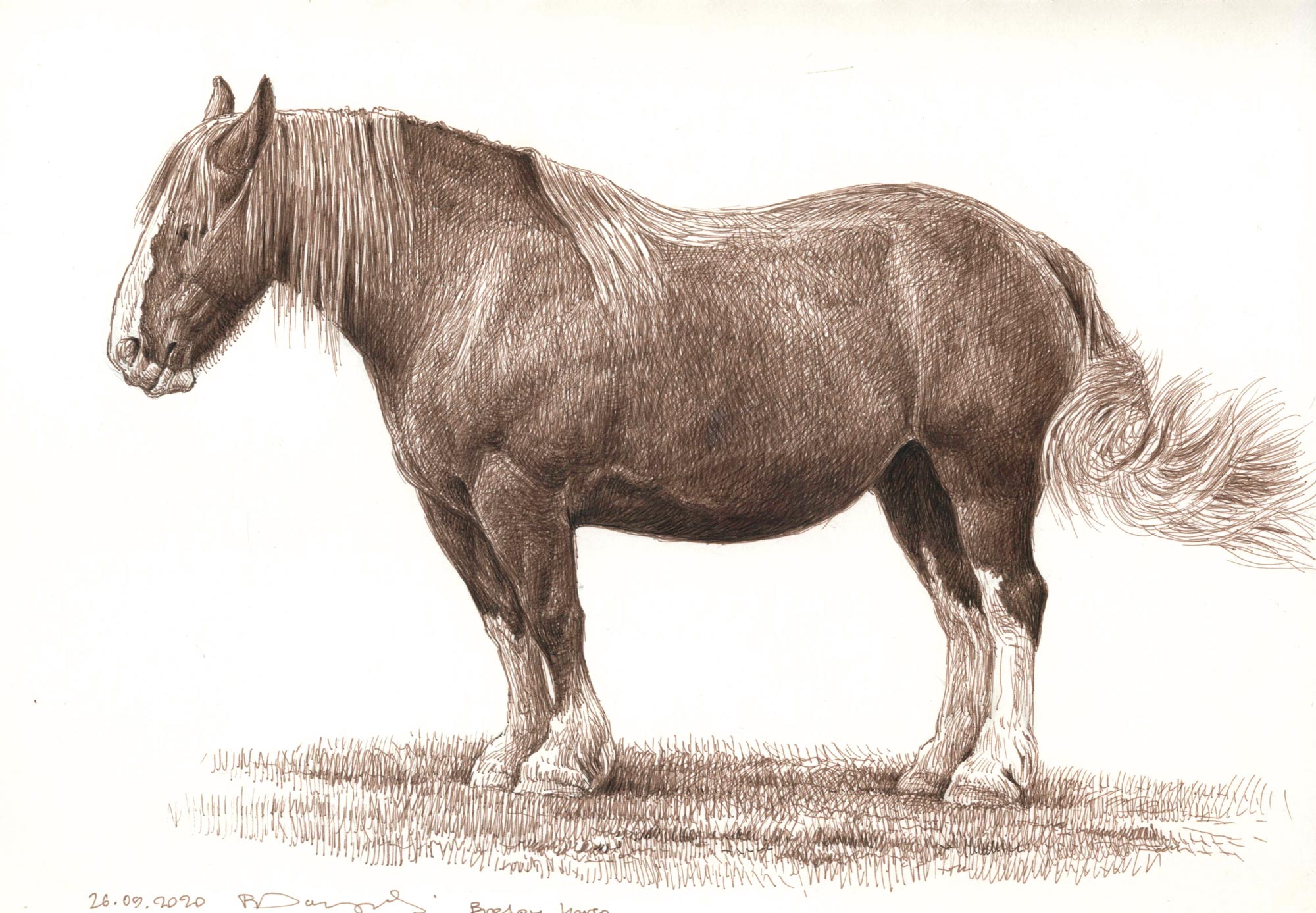 Breton horse drawing
