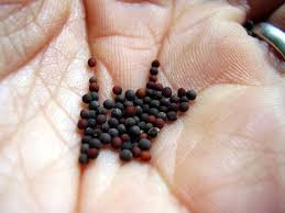 ⭐Guía Completa de Cultivo del Repollo⭐⭐【Consejos】 ~ HUERTOS URBANOS CASEROS