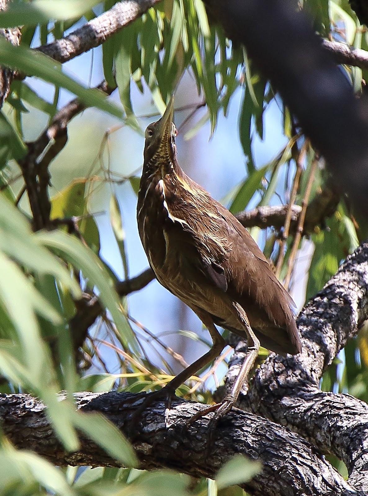 Richard Waring's Birds of Australia: Black Bittern, a nice surprise in ...