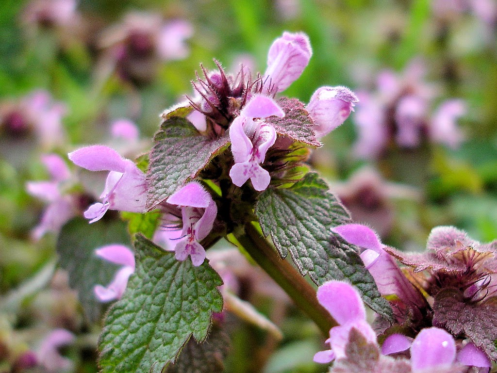 Species of UK: Week 52: Deadnettle ('Lamium')
