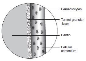 Cementum- Properties, Cells, Structure, Types, Function and Anomalies