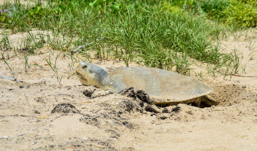 EcoPlaneta Realidades : Tortuga lora inicia anidación en santuarios de ...