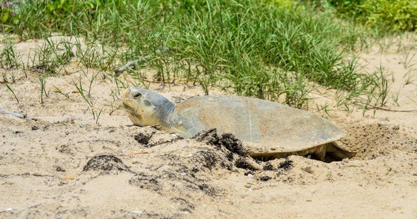 EcoPlaneta Realidades : Tortuga lora inicia anidación en santuarios de ...