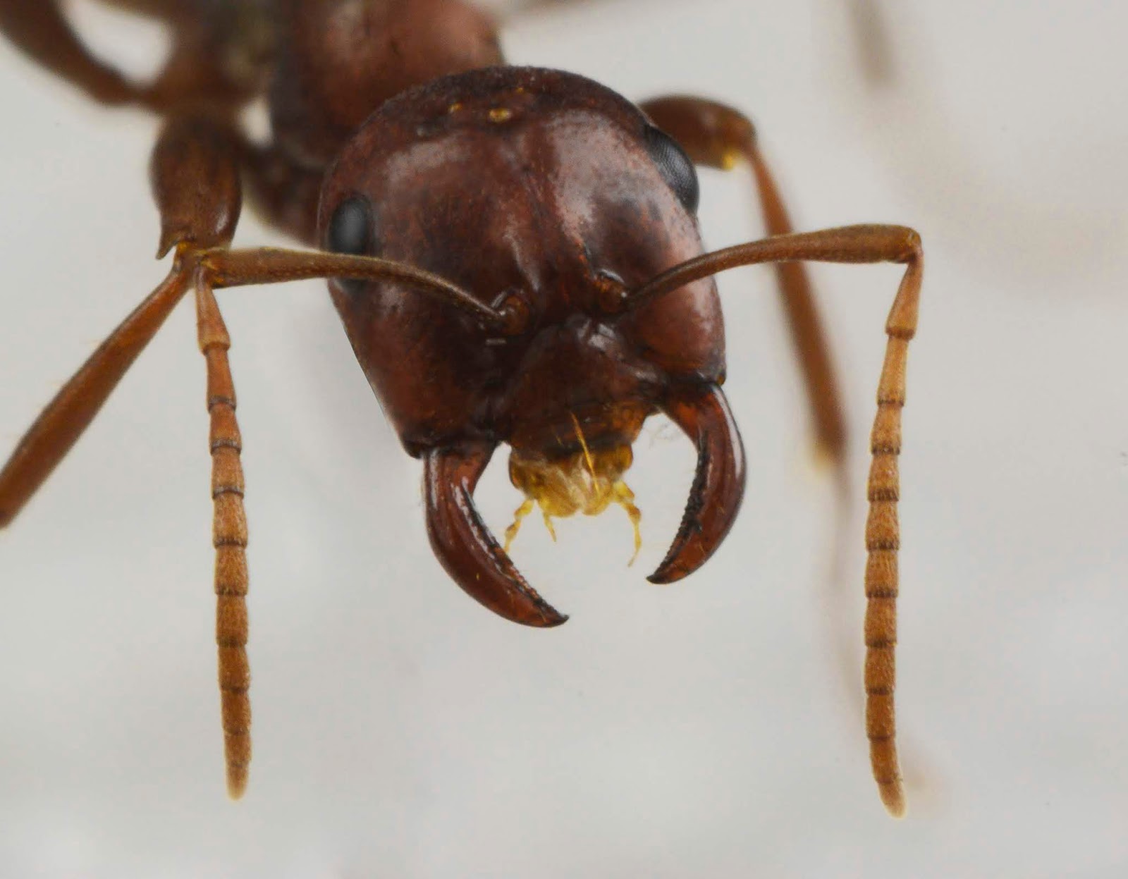 Hangyafarm: Rabszolgatartó és rabszolgafajok (Formica, Lasius, Polyergus)