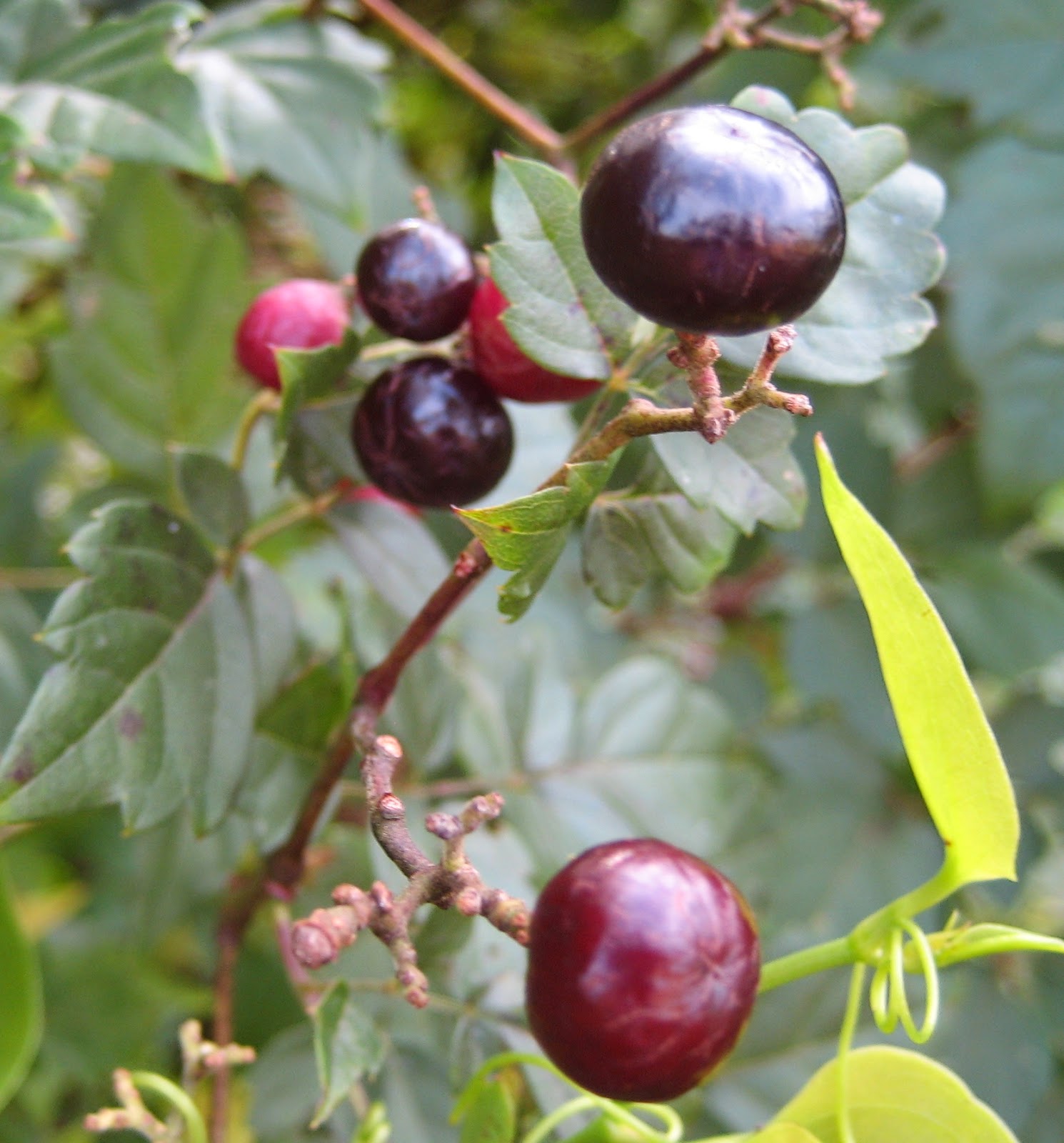 Discovering His Creation: Peppervine (Ampelopsis arborea)