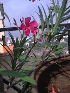 Garden Care Simplified: Kaner Flowering Plant