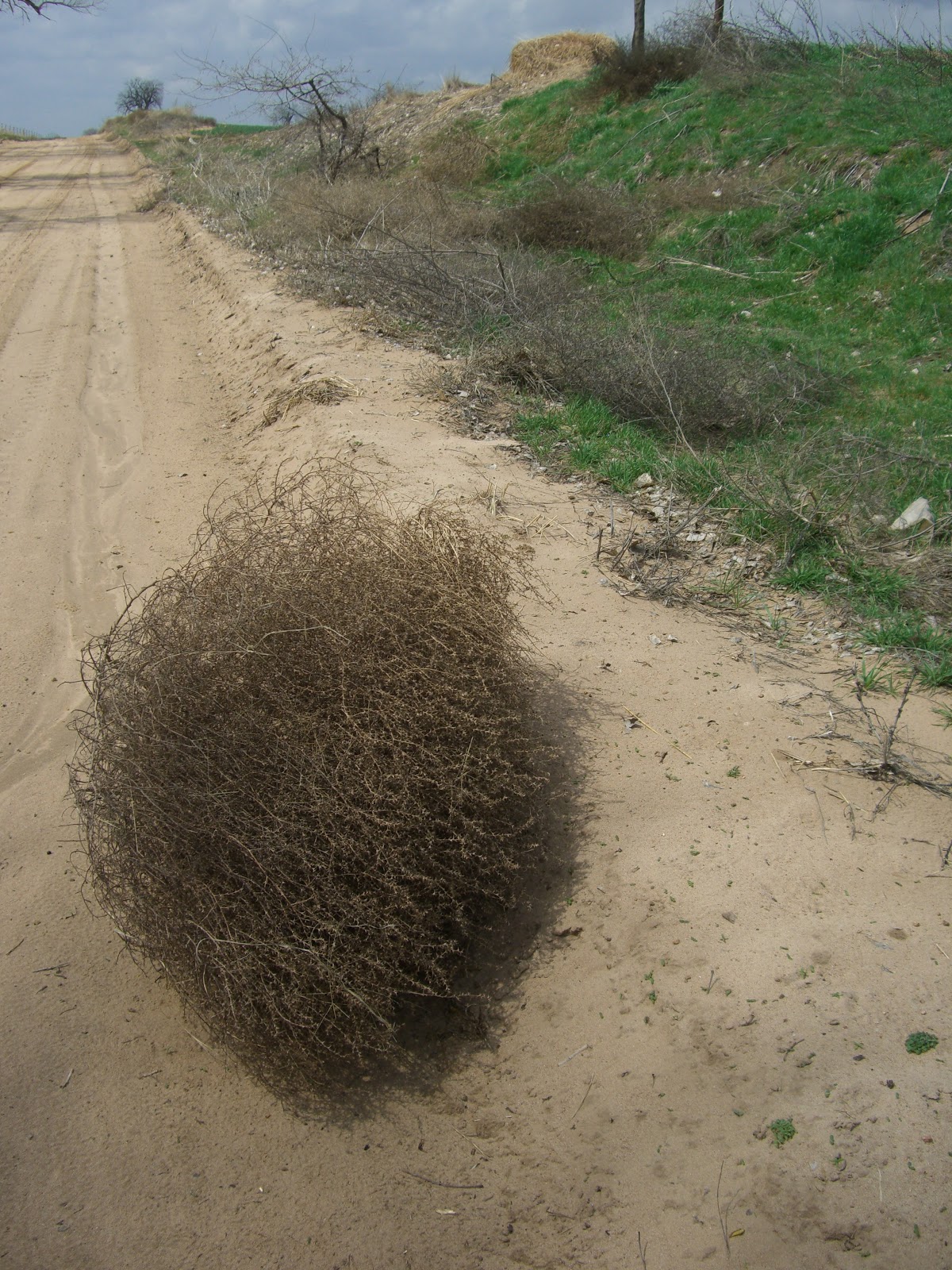 https://lynfenwick.blogspot.com: Tumbling Tumbleweeds