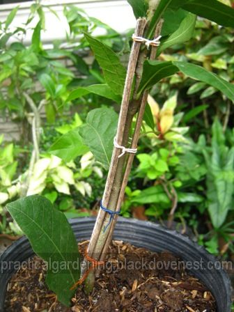 Practical Gardening: Straighten the Bent Trunk or Branch of a Garden ...