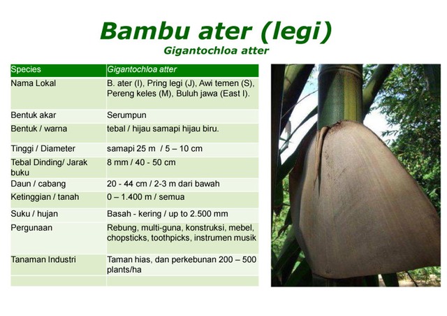 Jenis dan ciri tumbuhan Bambu serta Manfaatnya - Jenisajatitik
