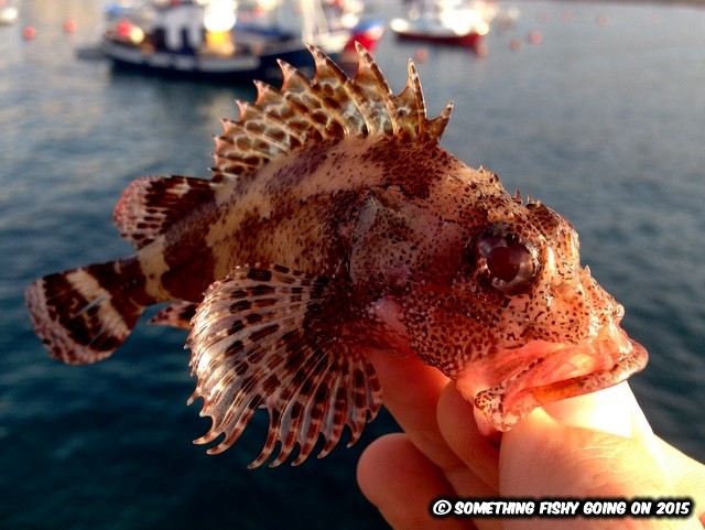 Something Fishy Going On: 2015