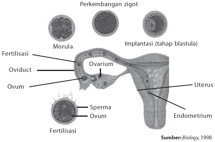 Sistem Reproduksi pada Manusia