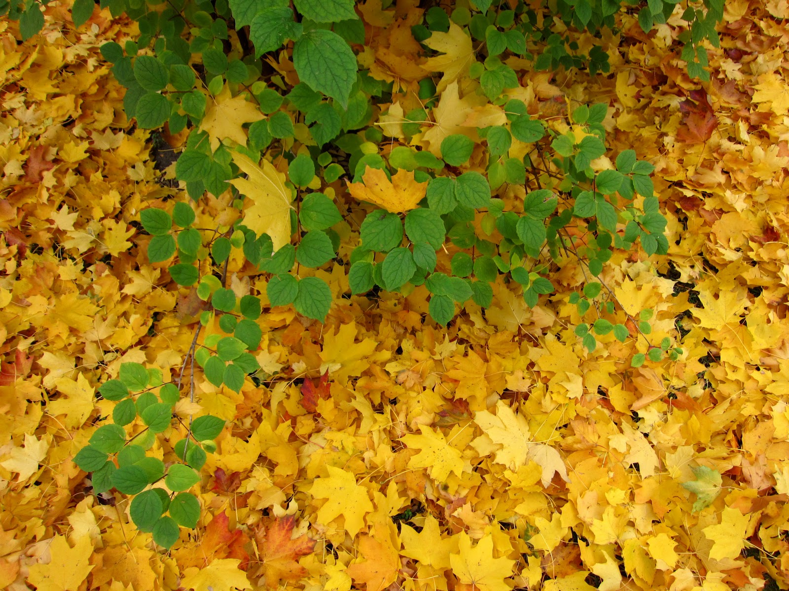 cakes on the beach: Laub Laub Laub