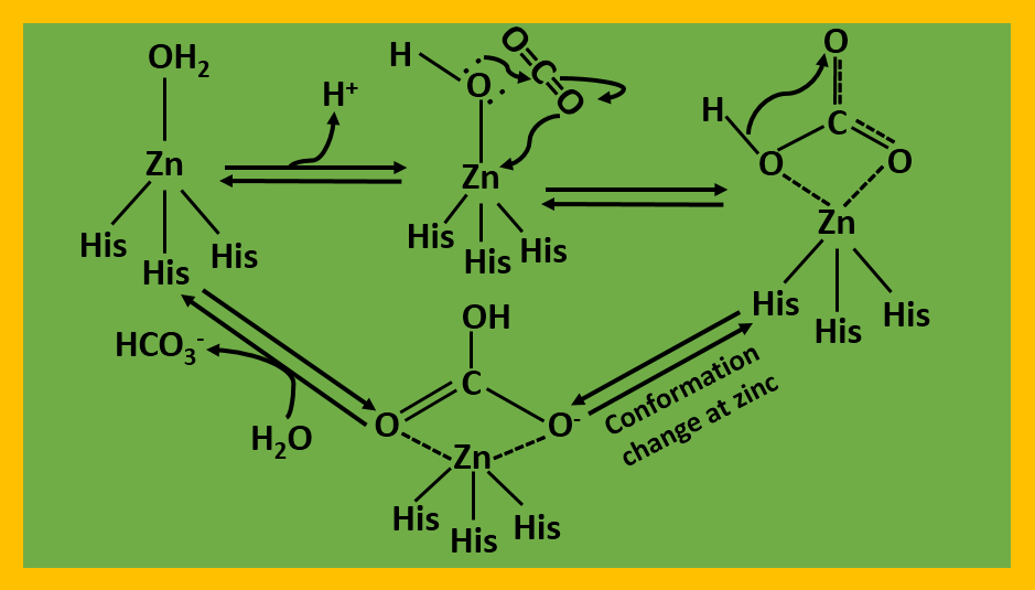 ELEMENTAL CHEMISTRY: Carbonic anhydrase