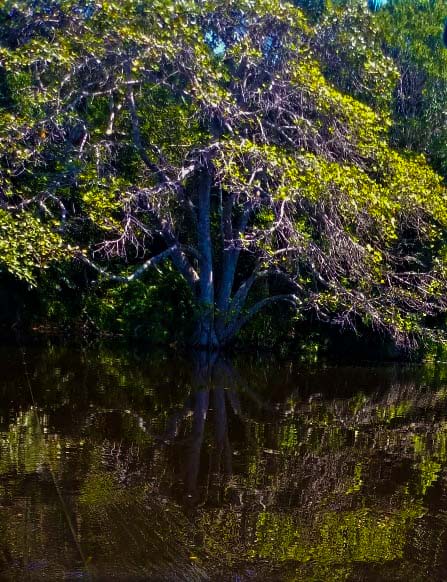 eMalangeni Forest: What is a peat swamp forest?