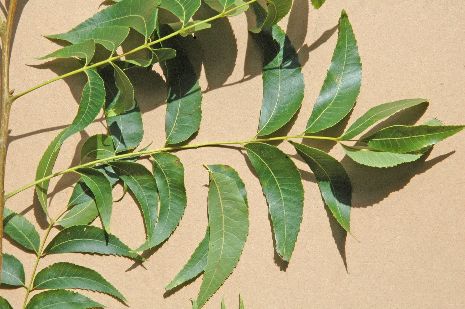 Northern Pecans: Collecting leaf samples for analysis