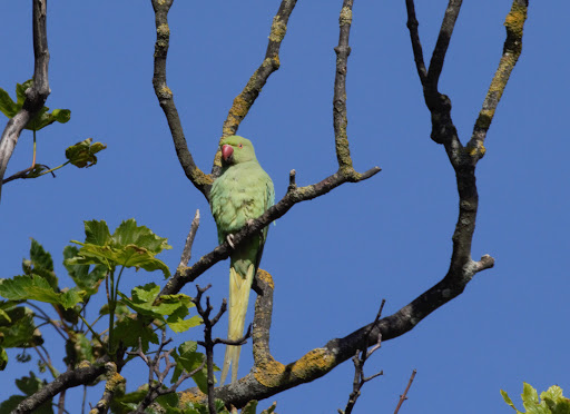 HamstreetBirder: Day out in Kent