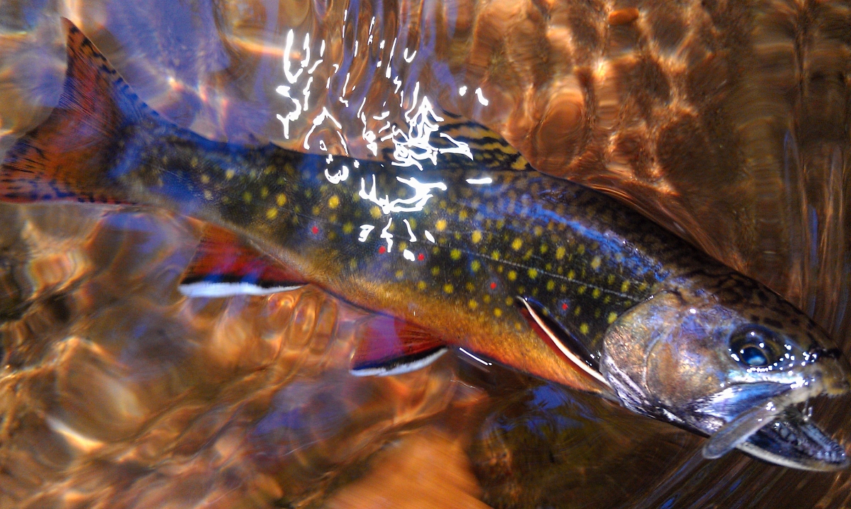 A Year On The Fly: Epic Brook Trout Water - Chasing Blue Lines In SC ...
