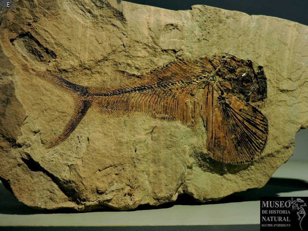 FOSSIL HUNTRESS: MAASTRICHTIAN CLUPEIFORMES