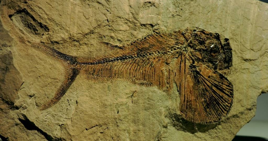 FOSSIL HUNTRESS: MAASTRICHTIAN CLUPEIFORMES