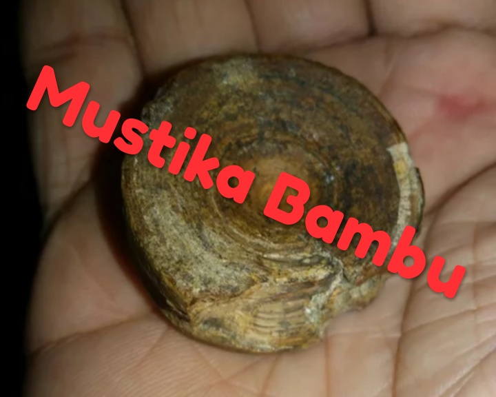 √ [TUAH] Khasiat Mustika Buah Bambu - BRAJANG BLOG