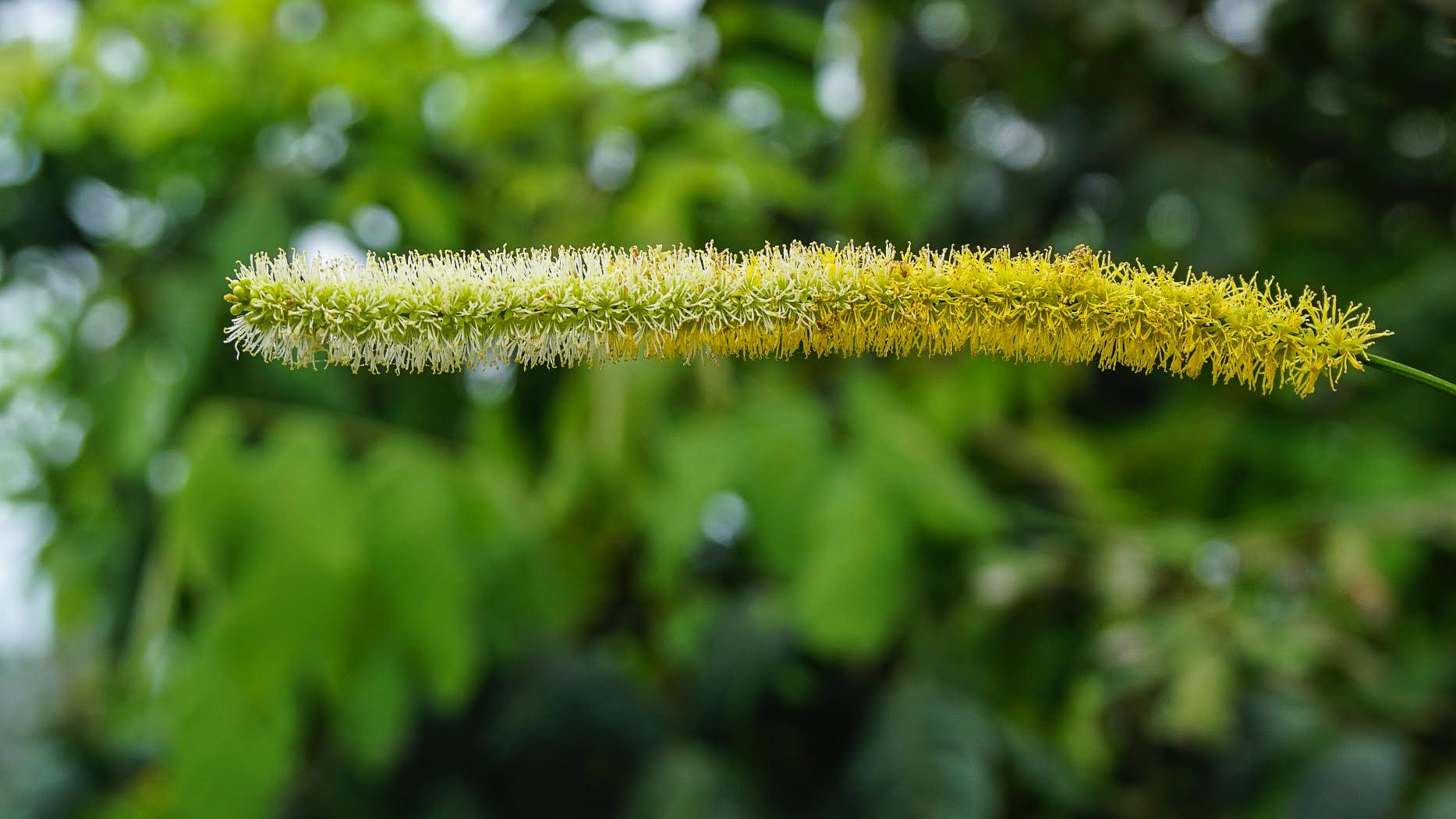 Entada phaseoloides (L.) Merr.