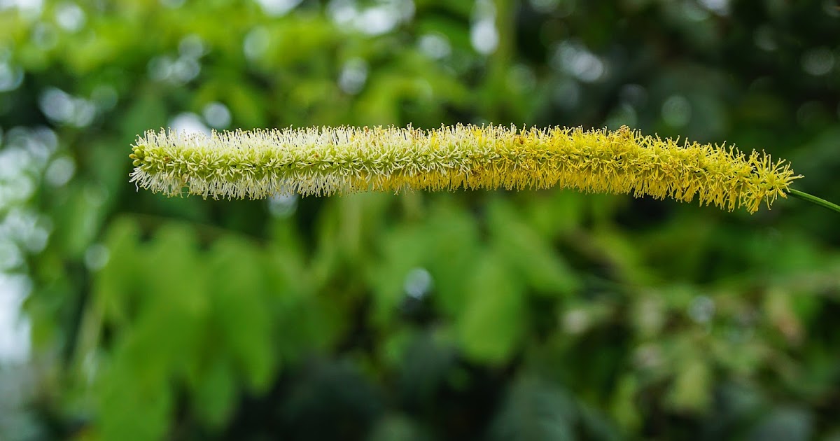 Entada phaseoloides (L.) Merr.