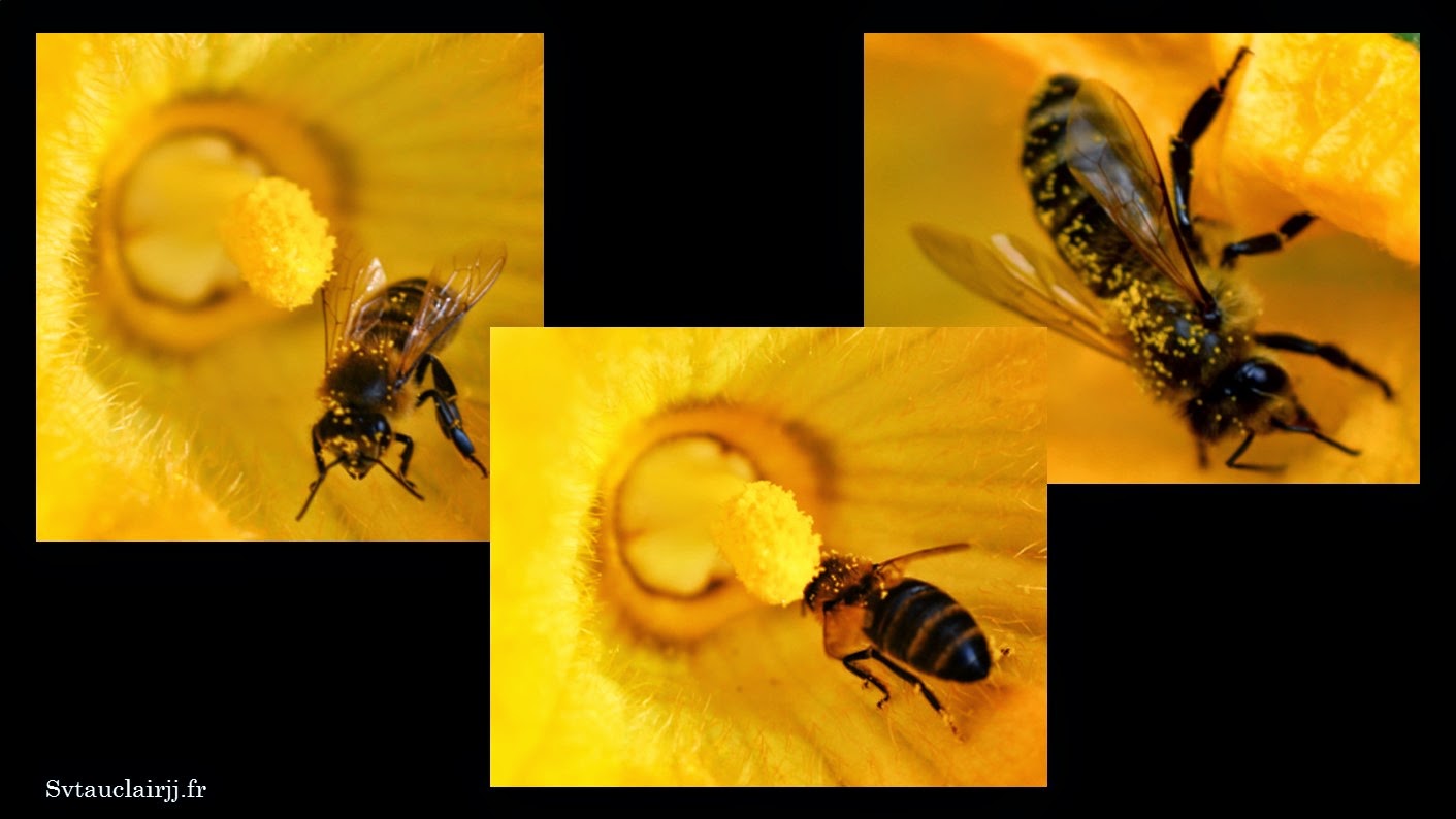 Le labo d'Anissa - SVT: Chapitre 1 : Reproduction sexuée des êtres ...