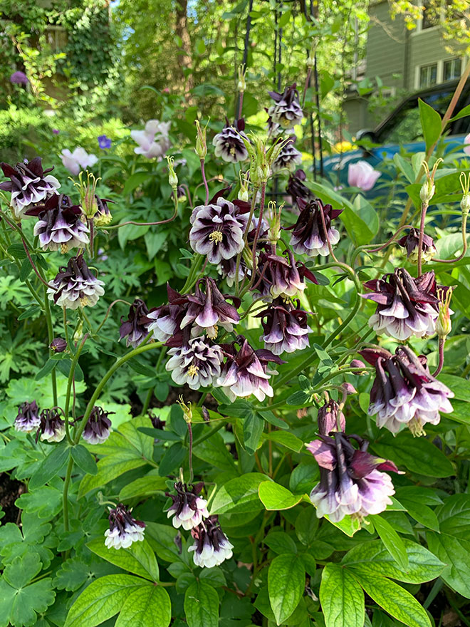 Power Poppy - The Blog: Saturday Surprise!