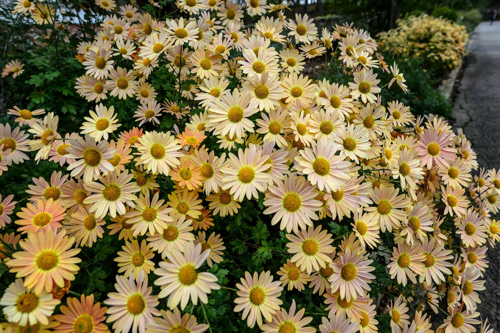 Bubba's Garage: Photos of Biltmore Gardens in the Fall