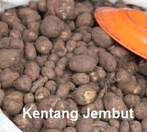 Petak Semai: KENTANG JEMBUT - APA DIA