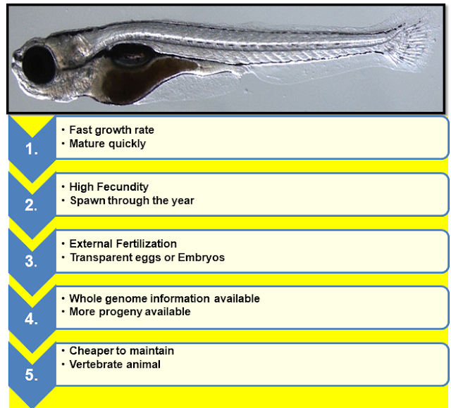 Why use zebrafish as a model organism for research work ...